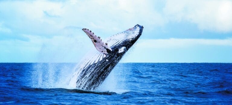 13 Best Things to Do in Eden NSW: Killer Whale Museum, Green Cape ...
